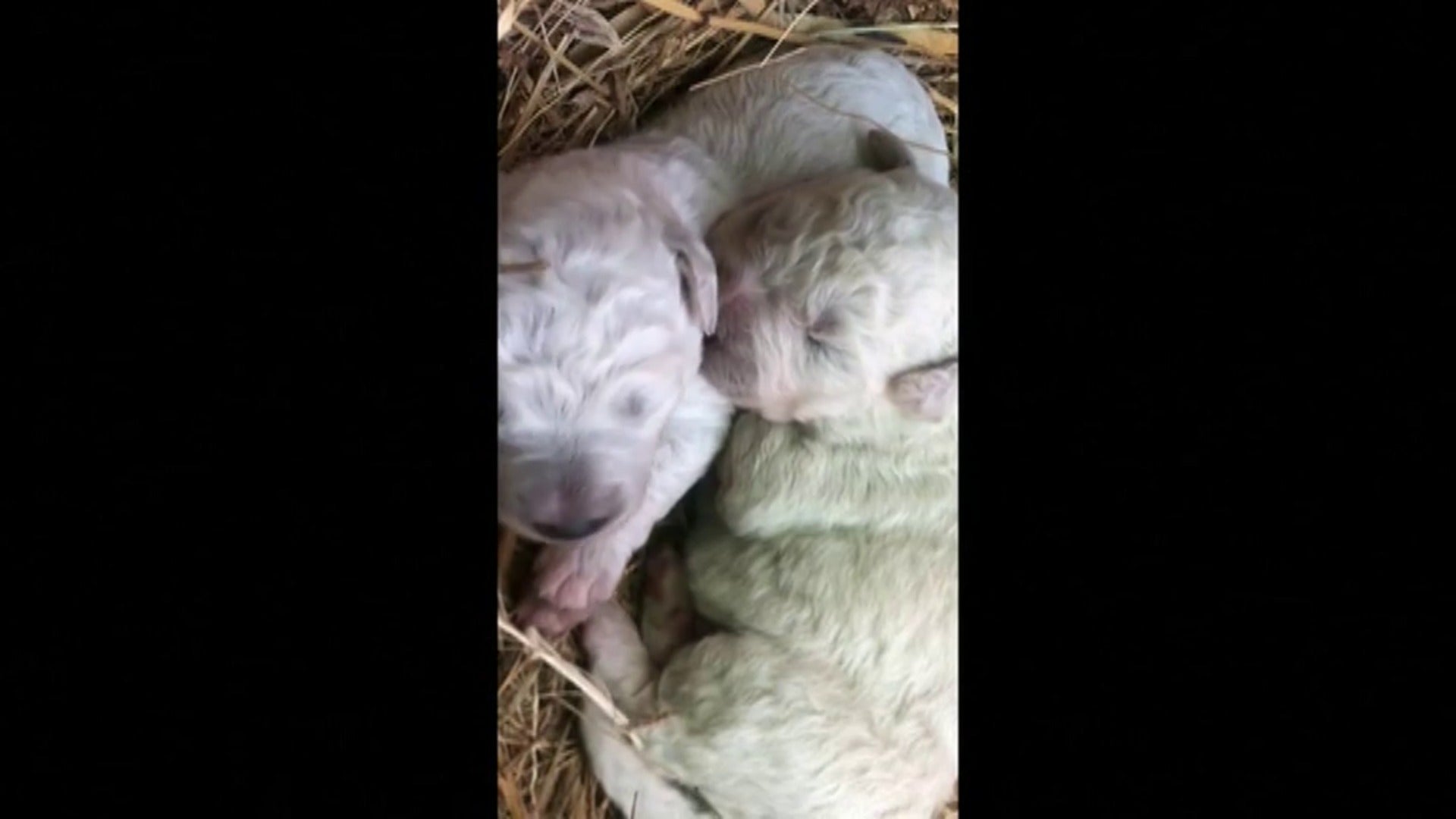 Sorprendente nacimiento de un perro verde en Cerdeña | Hoy