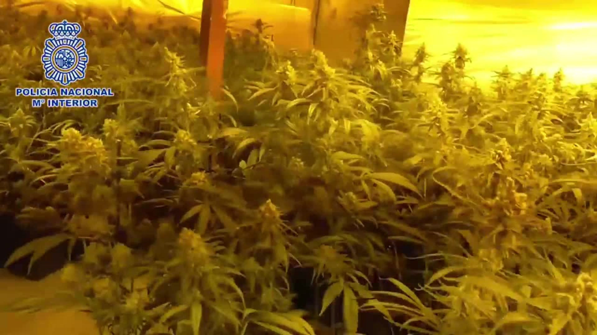 Desmanteladas dos plantaciones de marihuana en la Cañada Real Galiana | Hoy