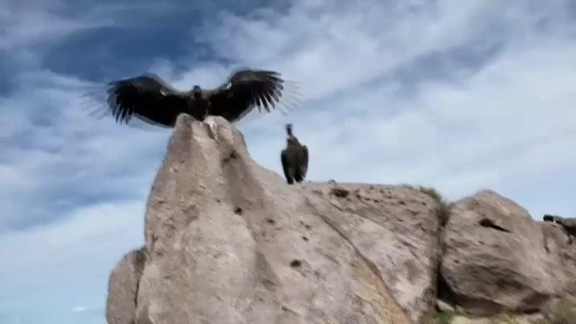 Siete cóndores andinos han sido devueltos a la naturaleza en las ...