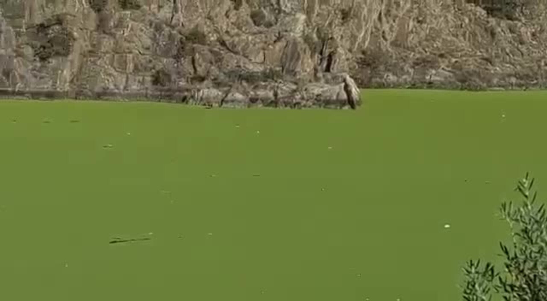 Planta invasora embalse de Cedillo | Hoy