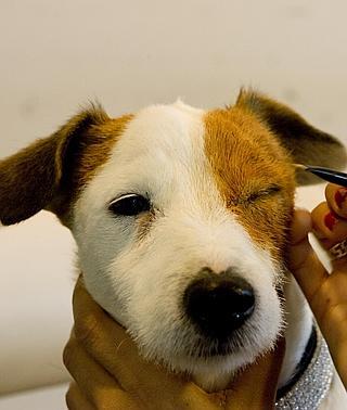 Así es 'Pancho', el perro de moda | Hoy