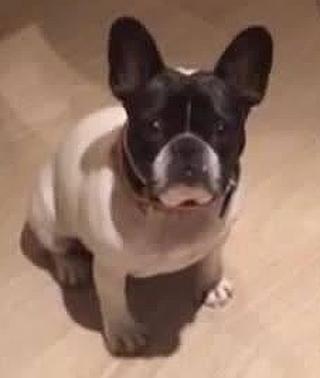 El perro facha que hace reír a Iglesias | Hoy