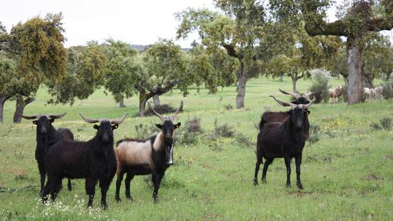 Agricultura destaca a Caprivera por la recuperación de la cabra verata ...